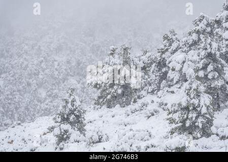 Forests near Ulldemolins during a winter snowfall (Priorat, Tarragona ...