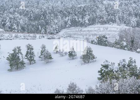 Forests near Ulldemolins during a winter snowfall (Priorat, Tarragona ...