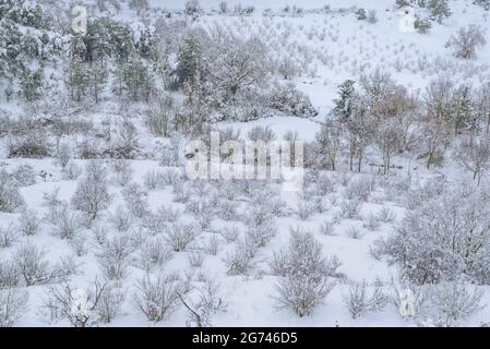 Fruit tree fields near Ulldemolins village during a winter snowfall ...