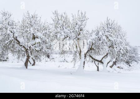 Fruit tree fields near Ulldemolins village during a winter snowfall ...