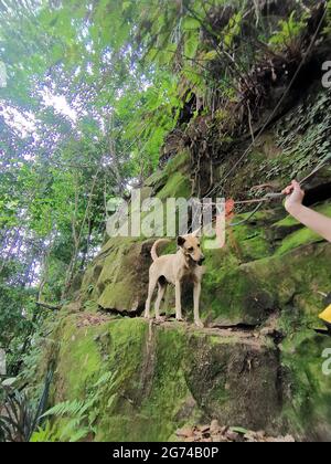 dog in rainforest, dog in jungle , dog in forest landscape Stock Photo ...