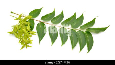 Leaves of Ailanthus altissima known as the Tree of Heaven, Ailanthus or ...