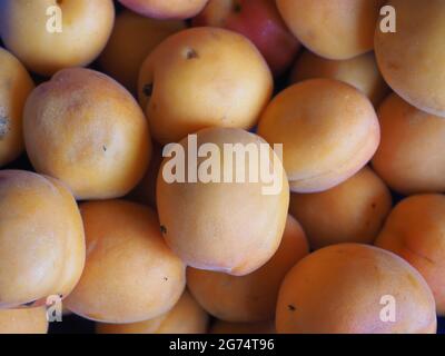 orange apricot (scientific name Prunus armeniaca) vegetarian fruit food Stock Photo - Alamy