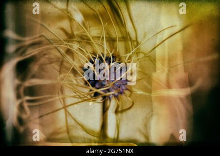 Allium vineale. Wild garlic bulblet. Bulbil, bulbel, England, UK Stock ...