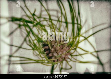 Abstract photograph of Wild garlic bulblet. Bulbil, bulbel, England, UK ...