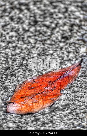 Frost on orange Autumn ground cover Stock Photo - Alamy