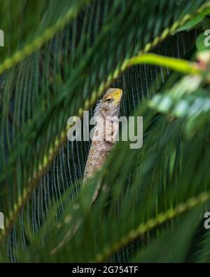 A beautiful selective focus of spines on a barrel cactus Stock Photo ...
