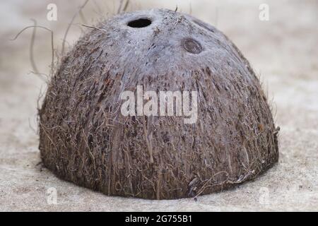 Empty Husk Of Dry Coconut Stock Photo - Alamy