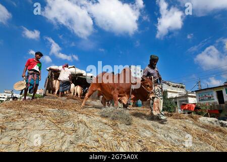 Dhaka, Bangladesh - July 11, 2021: Bangladeshi traders unloading a truck of sacrificial animals ...