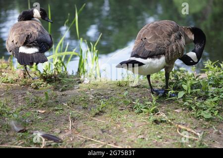 Two geese wandering around in a park by the lake Stock Photo - Alamy