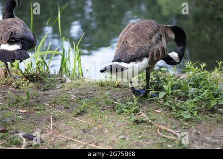 Two geese wandering around in a park by the lake Stock Photo - Alamy