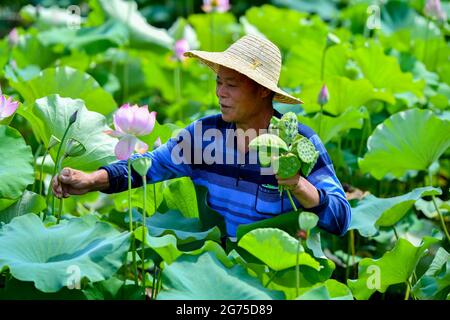 Xiangtan, China's Hunan Province. 11th July, 2021. A villager harvests ...