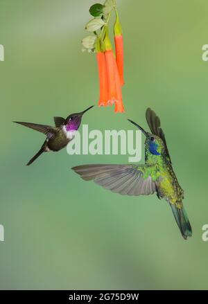 Green violetear or Mexican violetear hummingbird (Colibri thalassinus ...