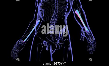 Human skeleton anatomy Ulna Bone 3D Rendering For Medical Concept Stock ...