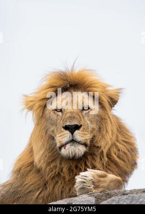 Single lion looking regal standing proudly on a outdoors in a protected ...