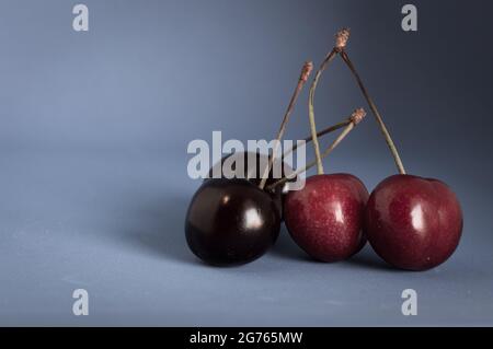 Fresh sweet cherries with stalk from Dalmatia, isolated on a blue ...