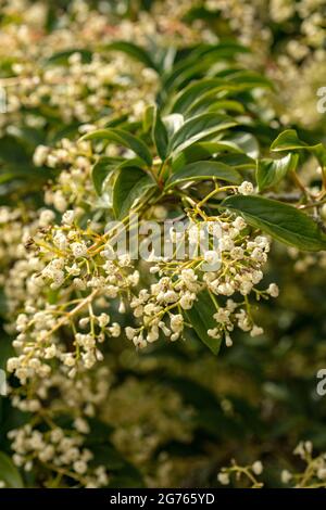 Fragrant Viburnum × hillieri ‘Winton’, arrowwood ‘Winton', natural ...