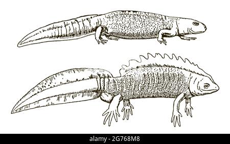 Great Crested Newt illustration, drawing, engraving, ink, line art ...