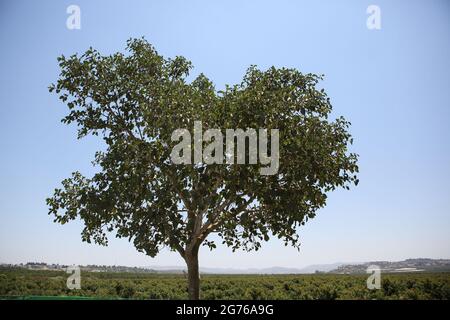 Israel, Shephelah, a Fig tree in Emmaus Stock Photo - Alamy