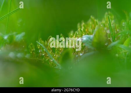 green moss close-up after a summer rain Stock Photo - Alamy
