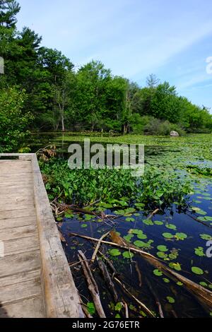 Provincially significant wetland at Mud Lake on the Ottawa River at ...
