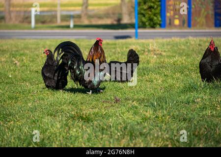 The Australorp chickens in a meadow Stock Photo - Alamy