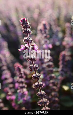 Closeup shot of Short-flowered sage field Stock Photo - Alamy