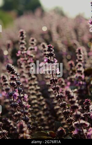 Closeup shot of Short-flowered sage field Stock Photo - Alamy