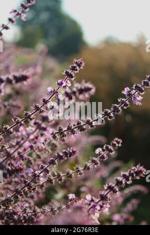 Closeup shot of Short-flowered sage field Stock Photo - Alamy