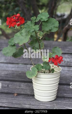 A closeup shot of red geranium flowers Stock Photo - Alamy