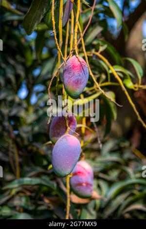 Mangoes on a tree in the Punjab Stock Photo - Alamy