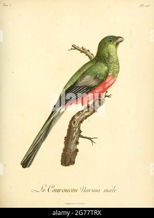 Male Narina Trogon (Apaloderma narina) in Afromontane forest, Wilderness, Western Cape, South ...