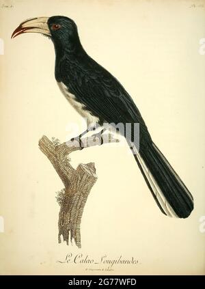 African Pied Hornbill - Lophoceros fasciatus, large beautiful iconic ...
