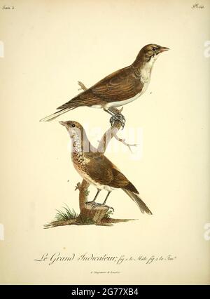 Indicator indicator (Greater HoneyGuide). Bird study: Large Honey ...