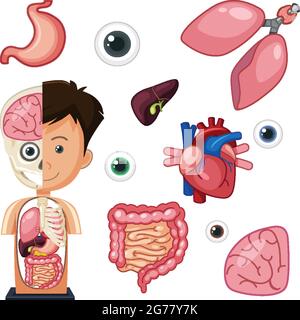 Human parts anatomy objects illustration Stock Vector Image & Art - Alamy