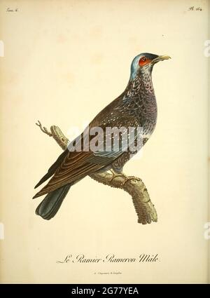 African Olive-Pigeon Rameron Pigeon Columba arquatrix World of Birds ...