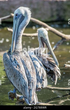 Pelican resting in zoological garden Stock Photo - Alamy