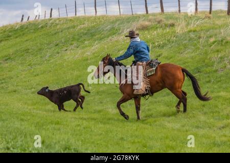 Cowboy herding cattle during a cattle drive along Catlow Valley Road in ...