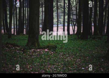 Germany, Teutoburg Forest, Liener Berg, Bad Iburg Stock Photo - Alamy