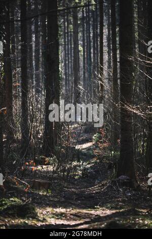 Germany, Teutoburg Forest, Liener Berg, Bad Iburg Stock Photo - Alamy