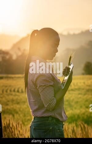 Asian male farmer using tablet for research leaves of rice in organic ...