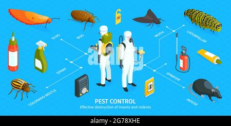 Isometric pest control infographics with editable text captions workers ...