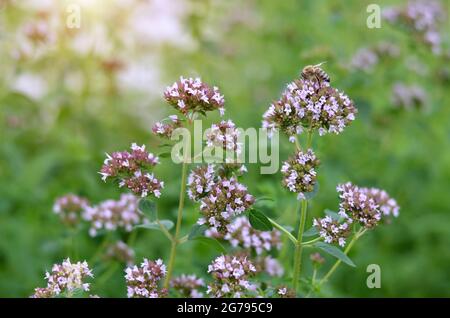 Honey bee in Origanum vulgare flower bee pollen Stock Photo - Alamy