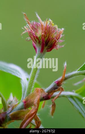 Female flower of Fagus sylvatica Stock Photo - Alamy