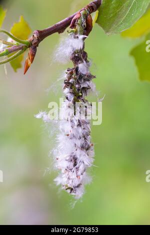Populus tremula fruit Stock Photo - Alamy