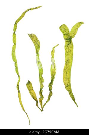 Ulva sp. Green algae (Chlorophyta, Ulvaphyceae Stock Photo - Alamy
