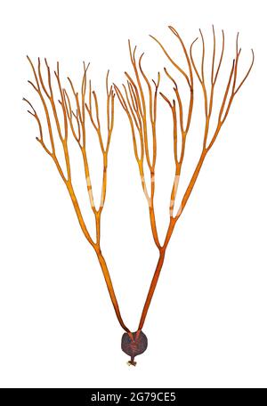 Himanthalia elongata (Linnaeus) SF Gray, brown alga (Phaeophyceae Stock ...