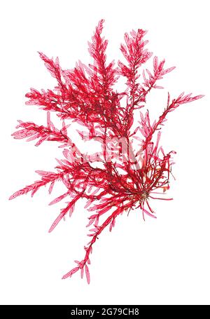 Hypoglossum hypoglossoides (Stackhouse) Collins & Hervey, Red Alga ...