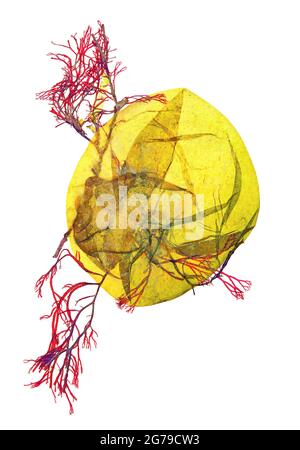 Colpomenia peregrina Sauvageau, brown alga (Phaeophyceae Stock Photo ...