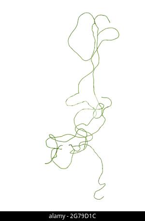 Chaetomorpha linum (OF Müller) Kützing, green alga (Chlorophyta ...